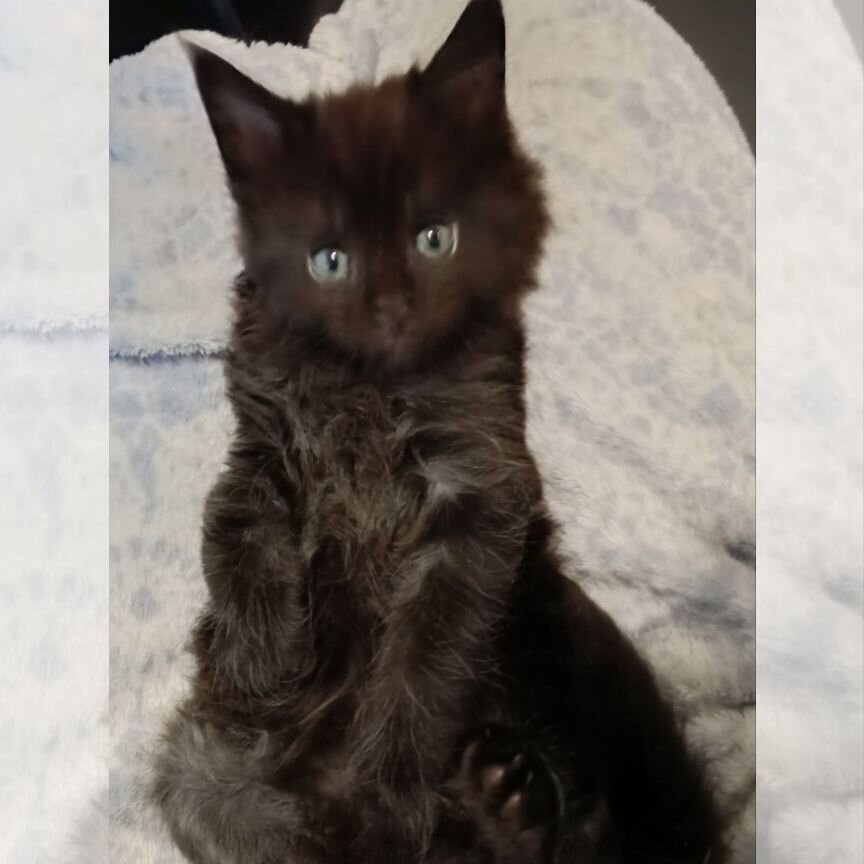 Мейн-кун котёнок