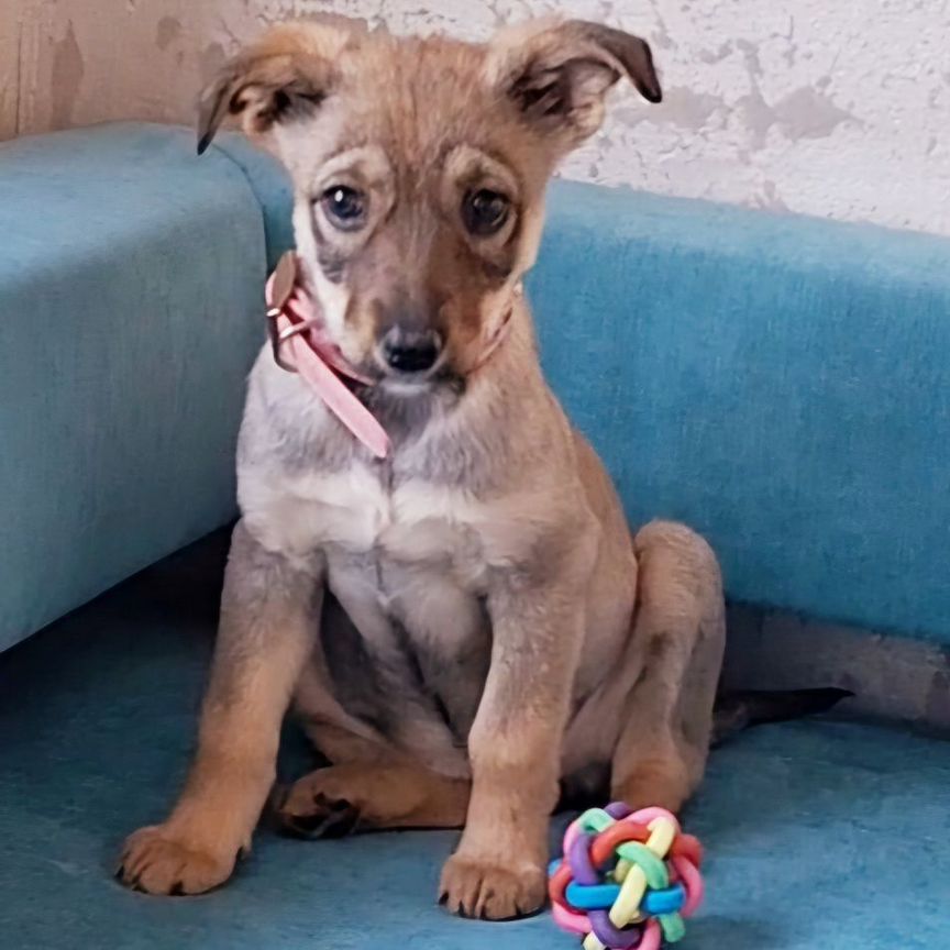 Щенок от частного владельца