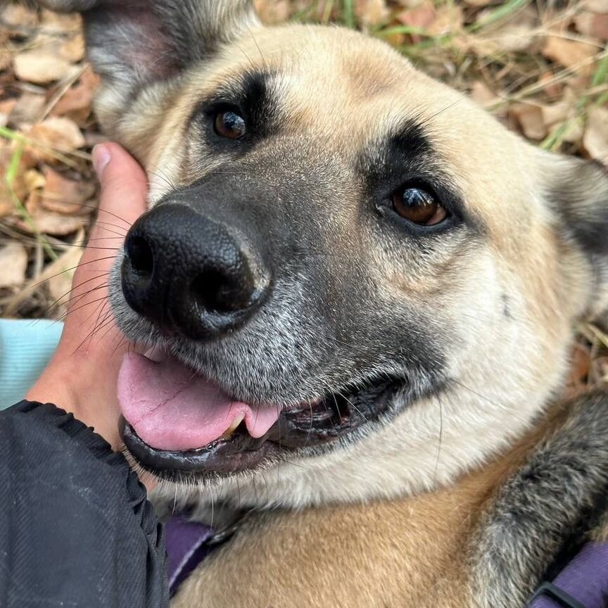 Клайд грустит в приюте