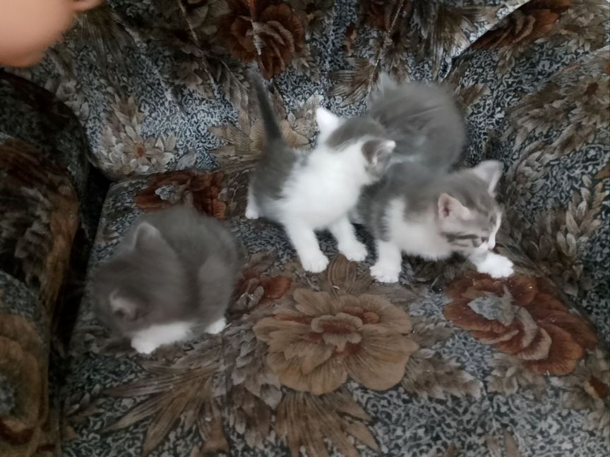 Котята в добрые руки бесплатно мальчик и девочка