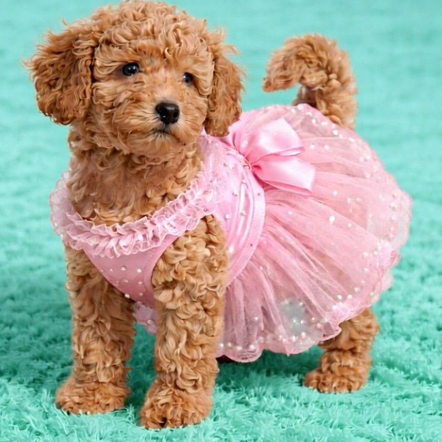 Карликовый пудель, щенок