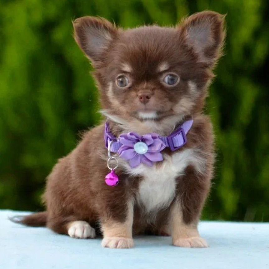 Чихуахуа Девочка шоколадка