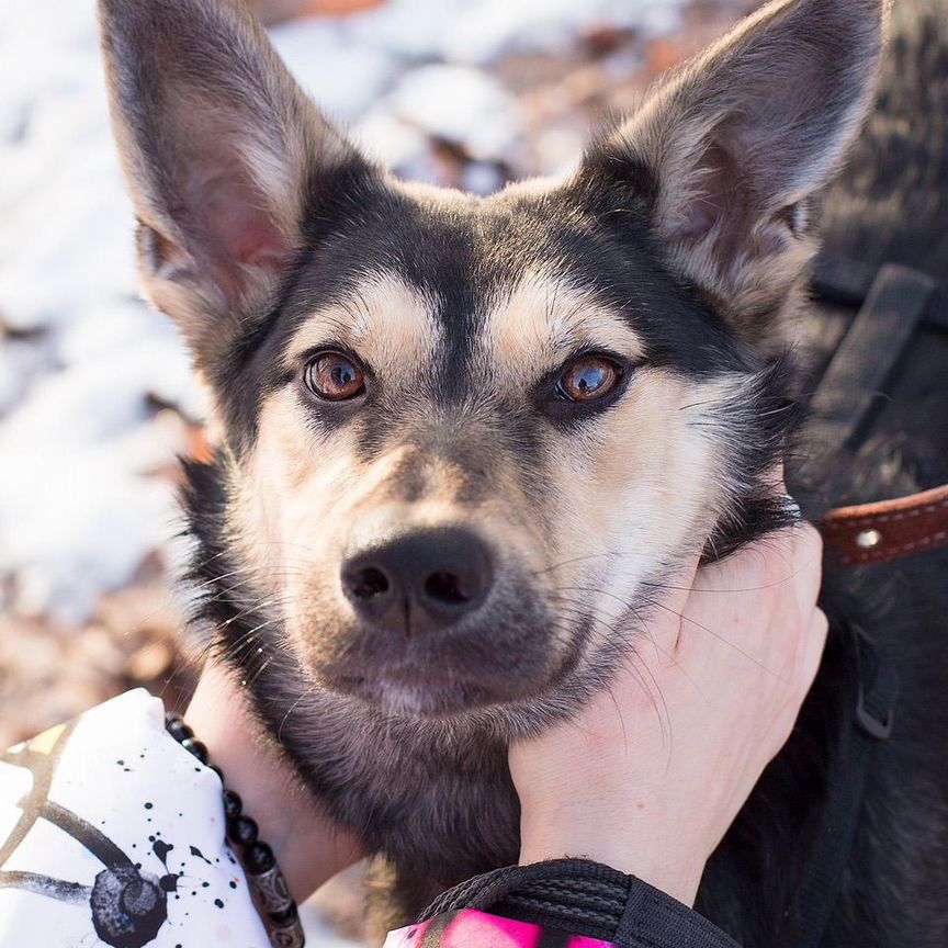 Собака в добрые руки