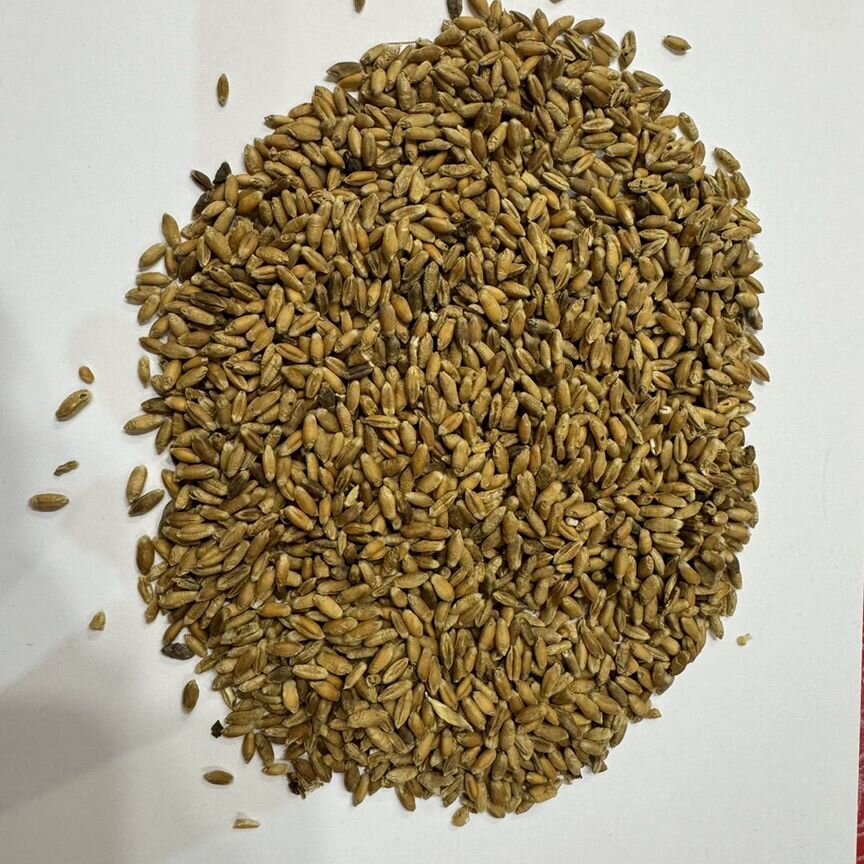 Зерно пшеница ячмень