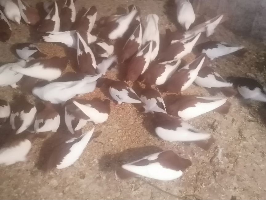 Голуби казанские пансерные, иранцы