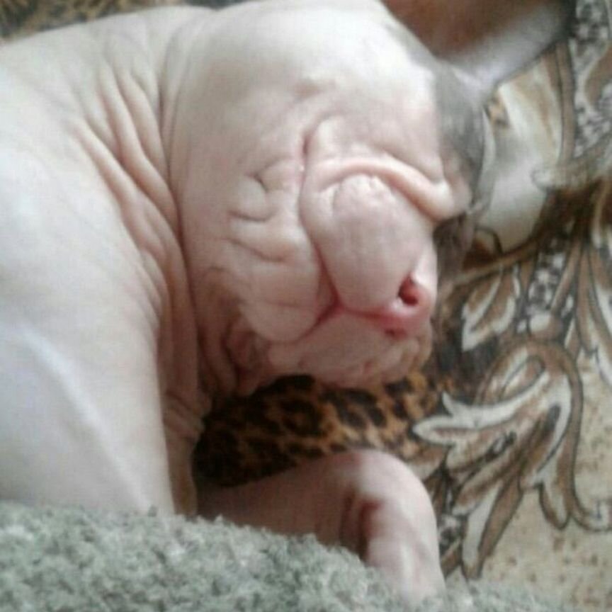 Кошка сфинкс