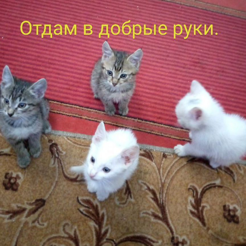 Котята