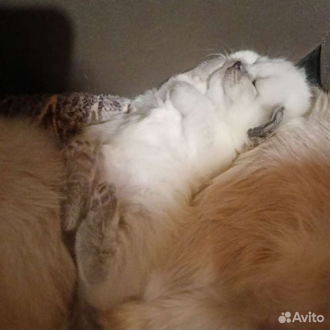 Невские маскарадные котята
