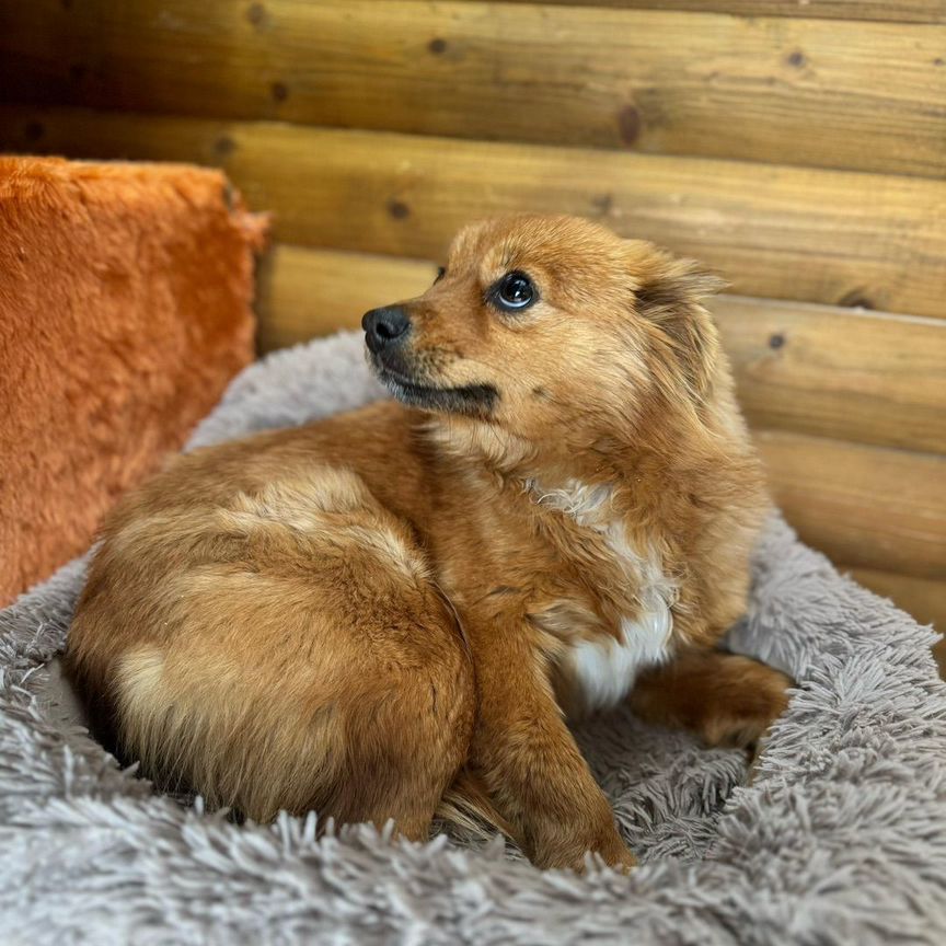 Девочка миниатюрная