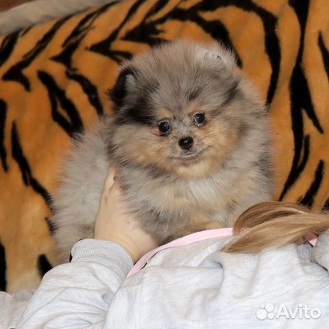 Марвин.Мраморный Медвежонок шпица с доставкой