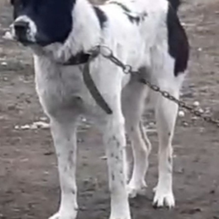 Среднеазиатская овчарка