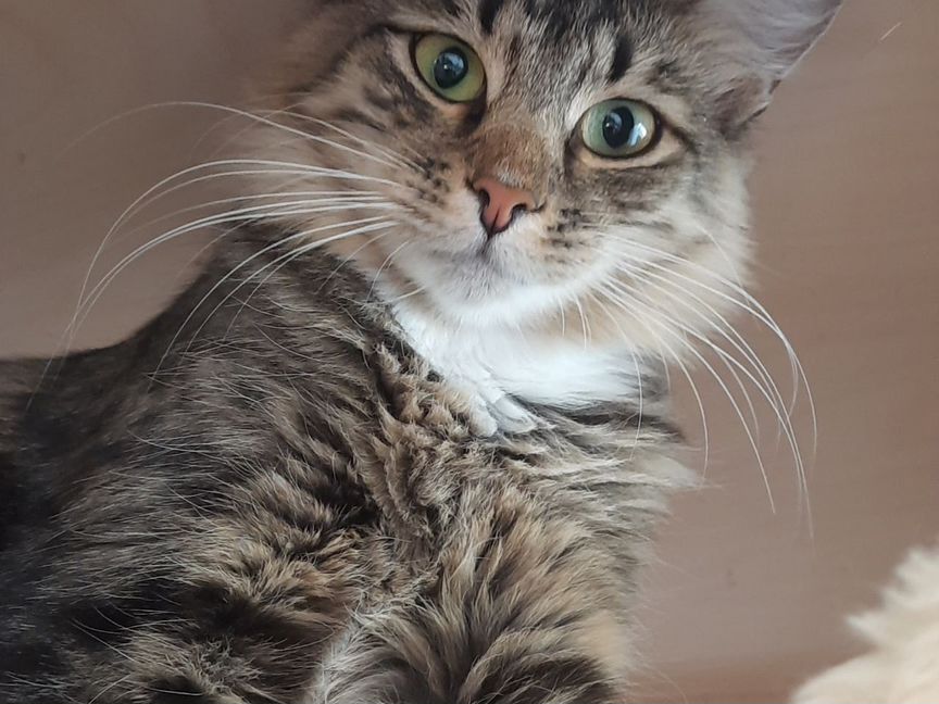 Фенотип сибирская, 1,5 года