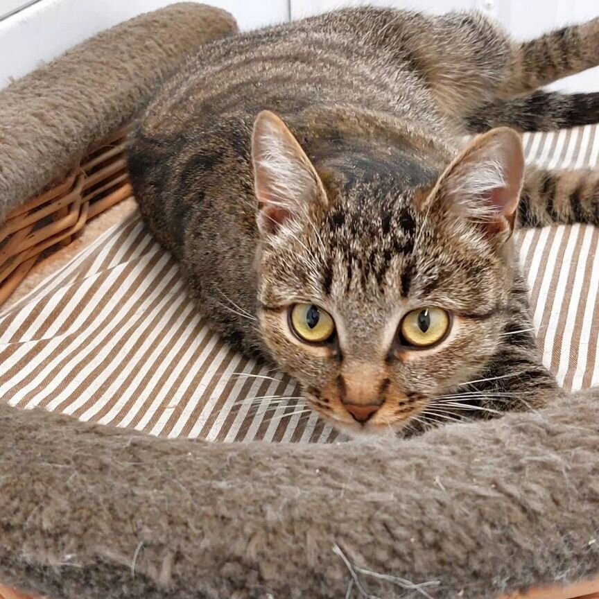 Кошечка Синди в добрые руки