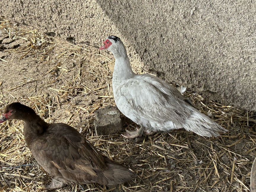 Индоутки на развод