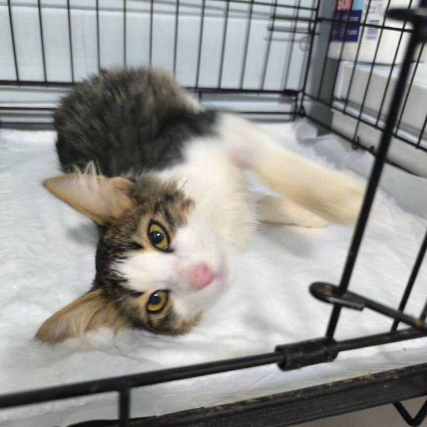 Отдам котенка в добрые руки