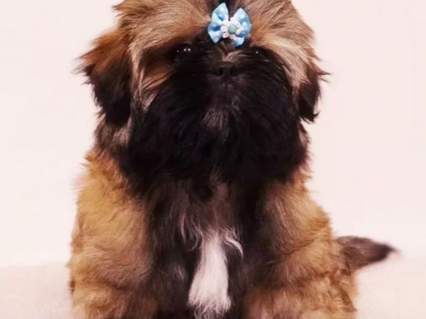 Щенки ши-тцу