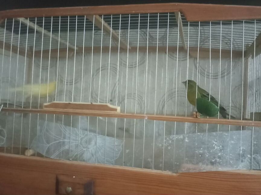 Кенарь и канарейка