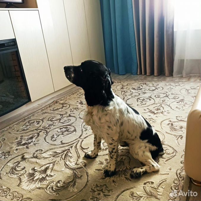 Русский спаниель вязка