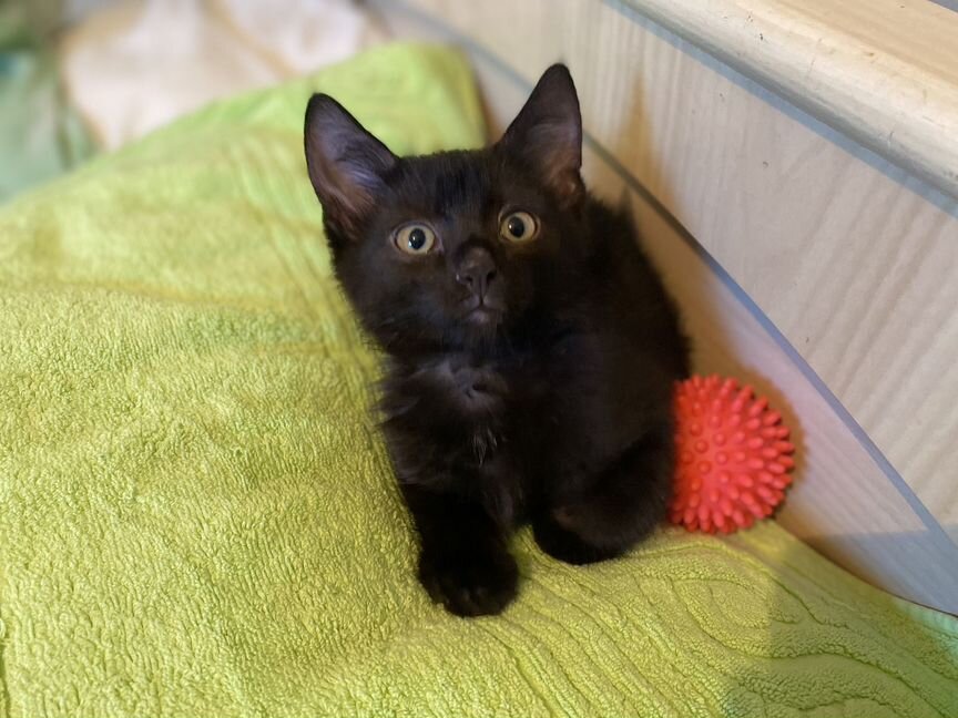 Уголек (метис бобтейла)