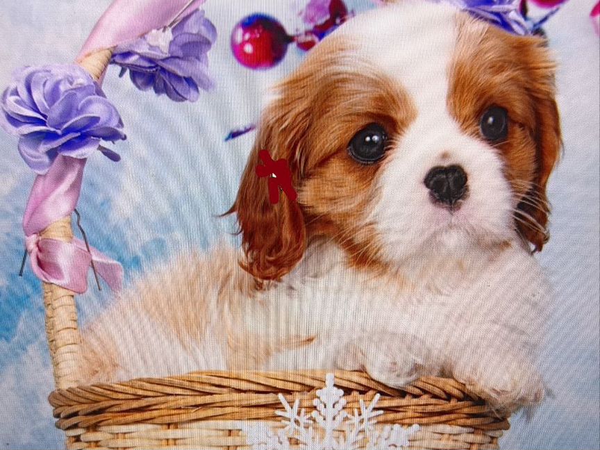 Кавалер Кинг Чарльз спаниель девочка звезда