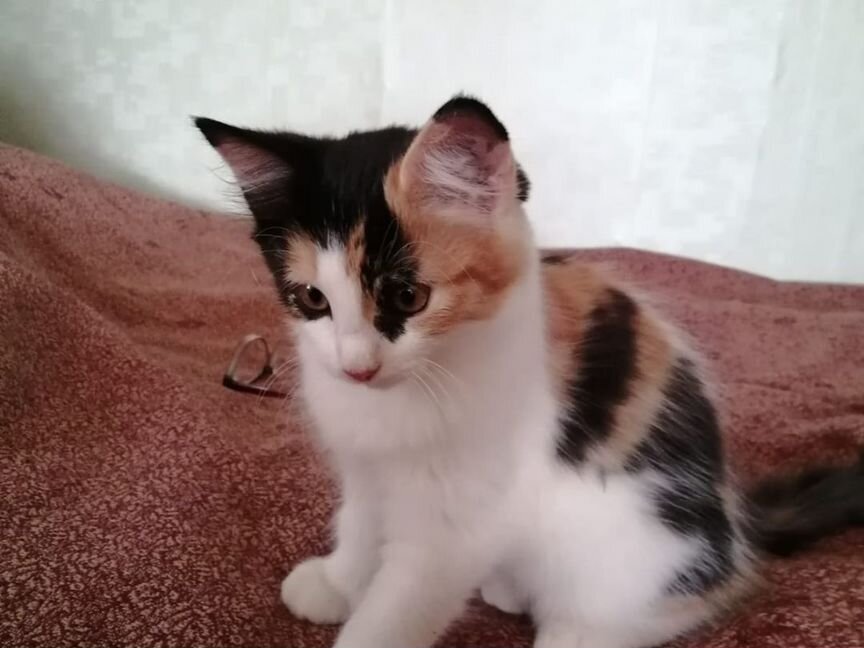 Котята в добрые руки от домашней Сибирской кошки