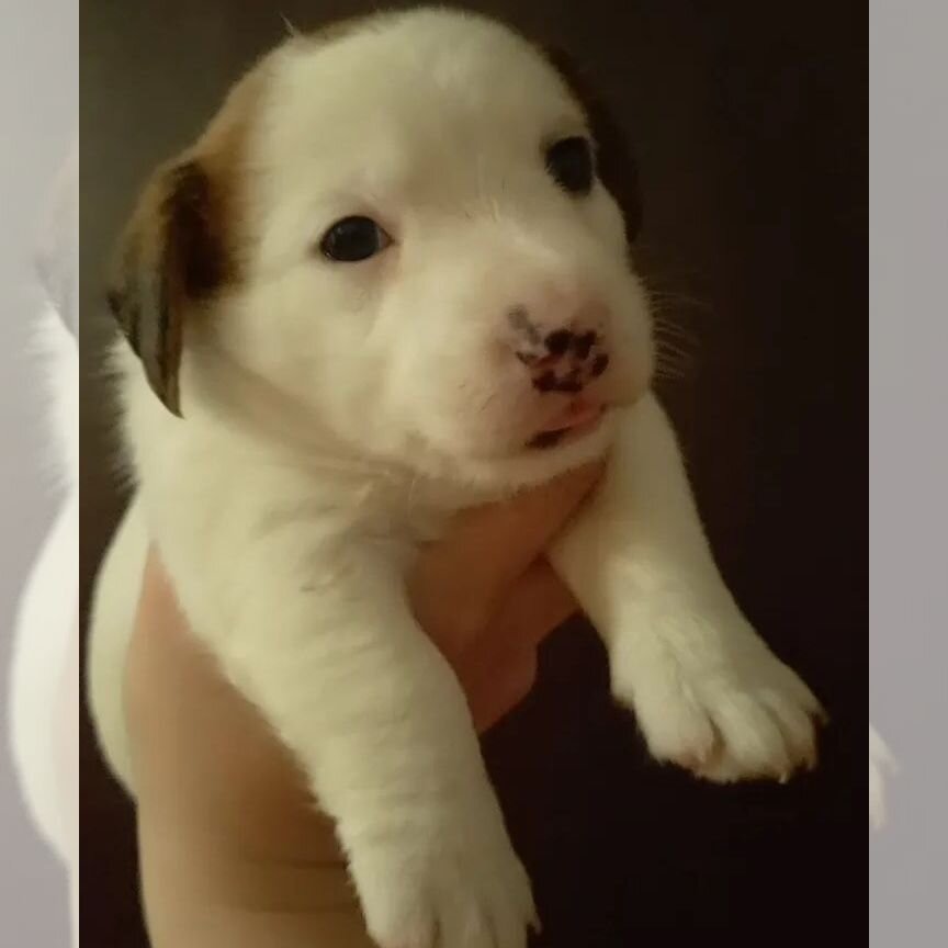 Джек-рассел-терьер, щенок