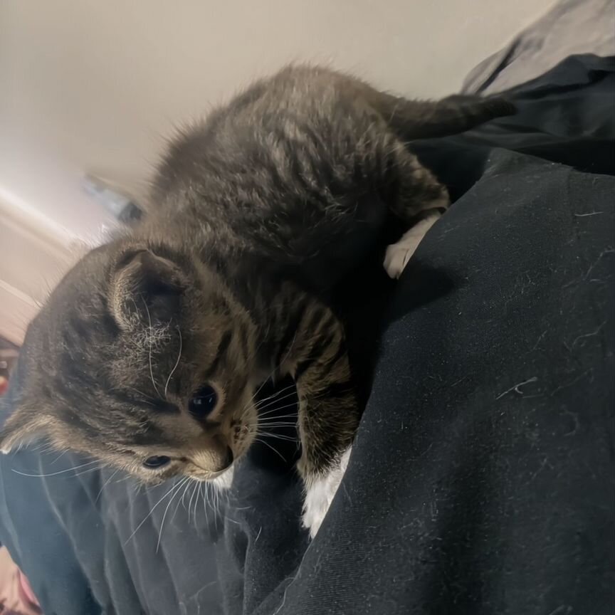 Котёнок в добрые руки