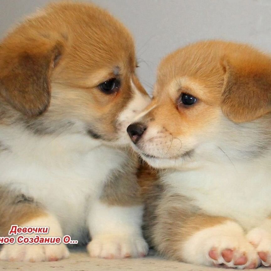 Девочки Корги Пемброк