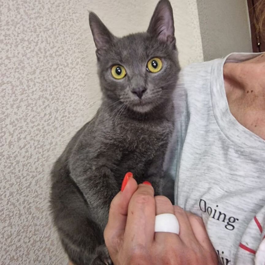 Шикарный котенок в хорошие руки