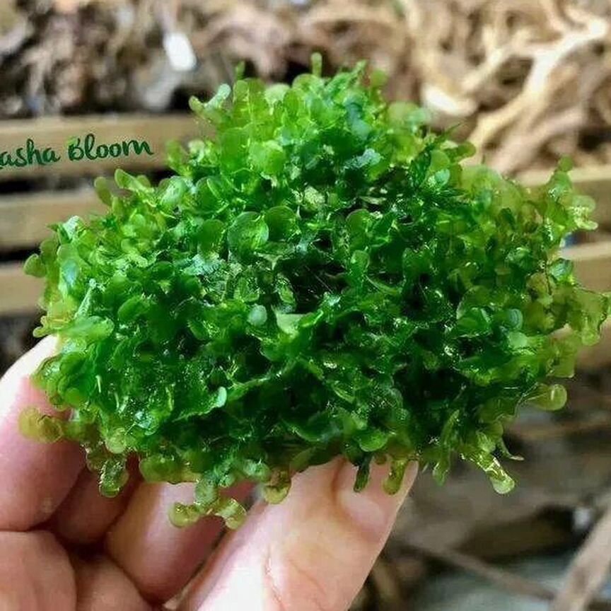 Мох ломариопсис