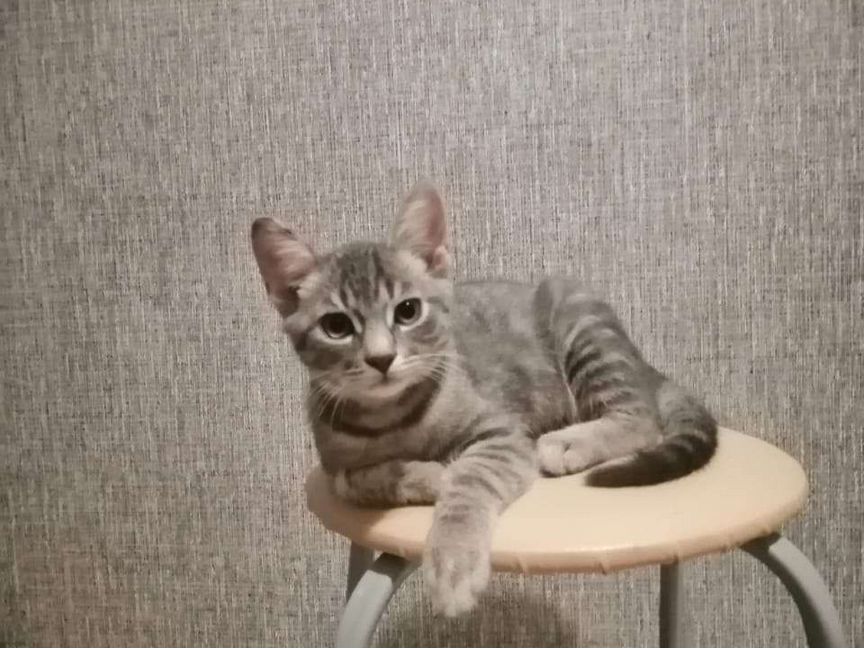 Котёнок бесплатно