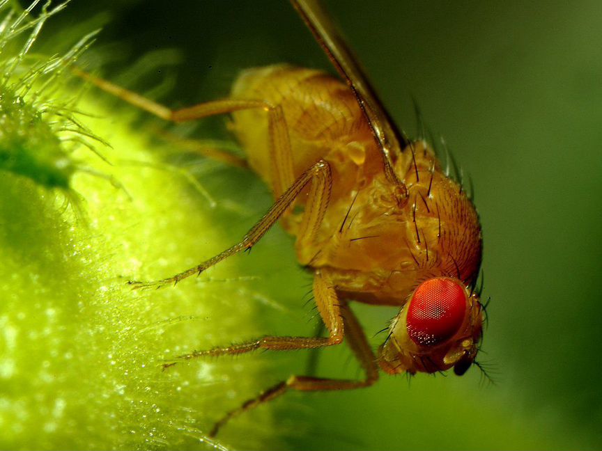 Живой корм. Мушка дрозофила