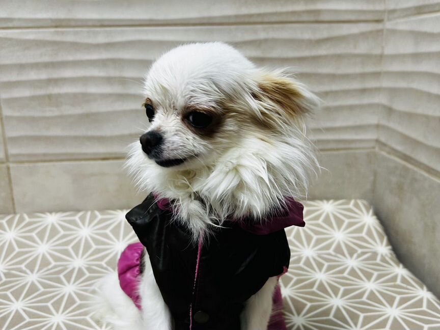 Платье для собаки