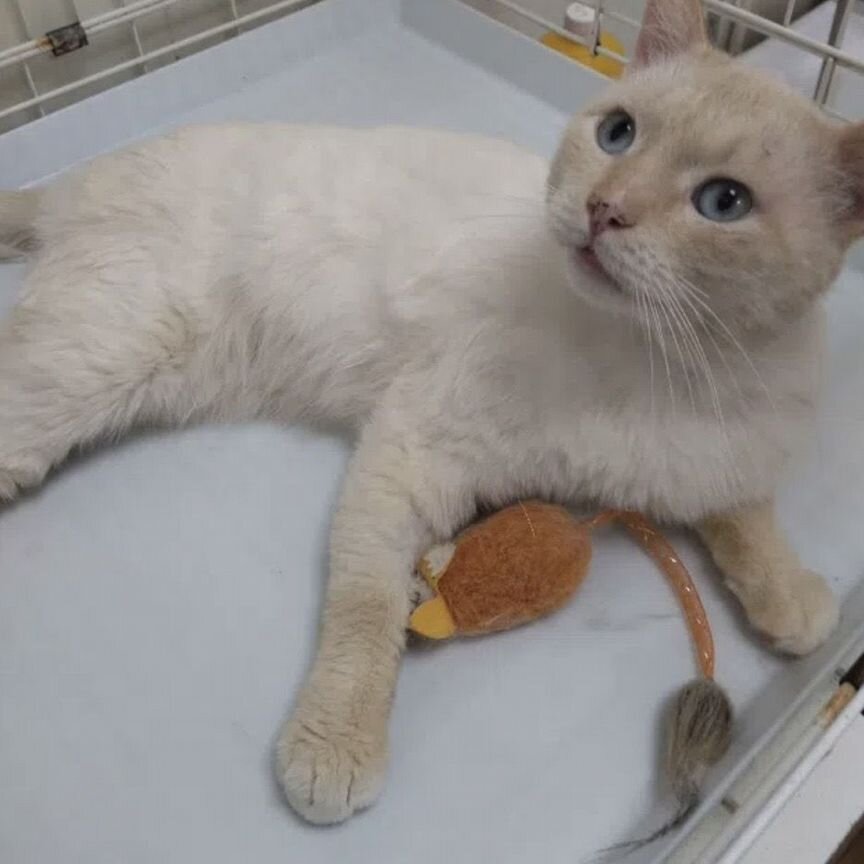 Взрослый кот в добрые руки