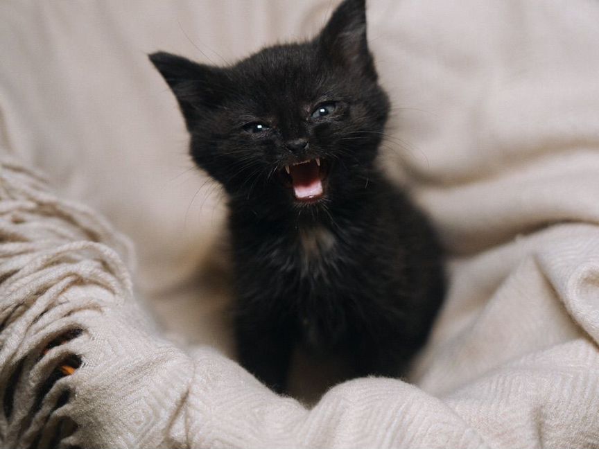 Кошки с ладошку