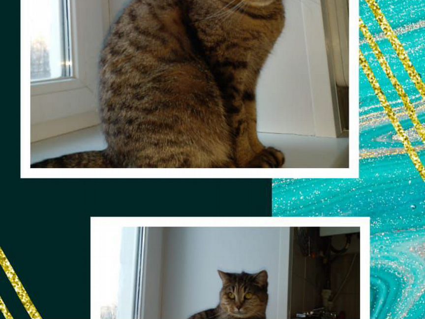 Кошка в добрые руки