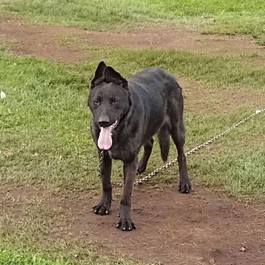 Отдам бесплатно собаку