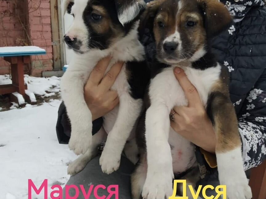 Щенки крупные девочки с доставкой