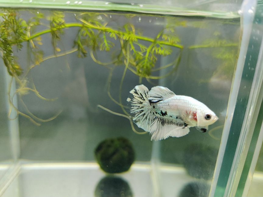 Рыбка петушок Плакат