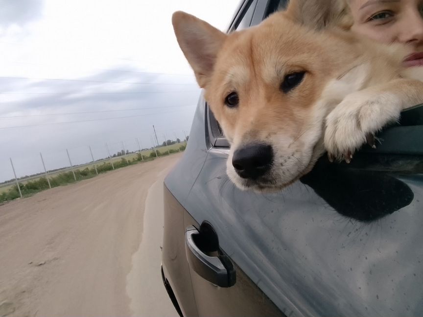 Сиба ину девочка вязка