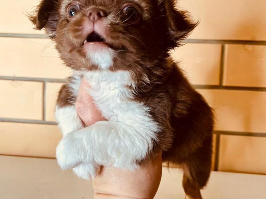 Шоколадочка