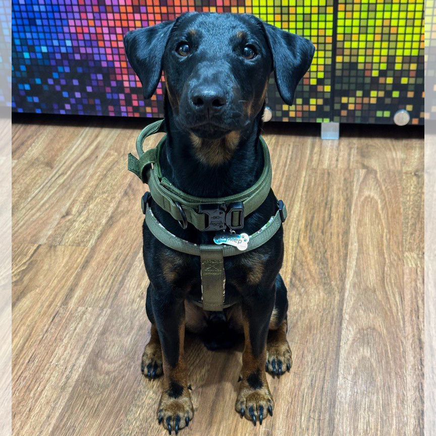 Немецкий охотничий терьер, взрослый пёс