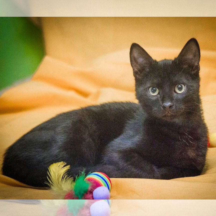 Котёнок в добрые руки