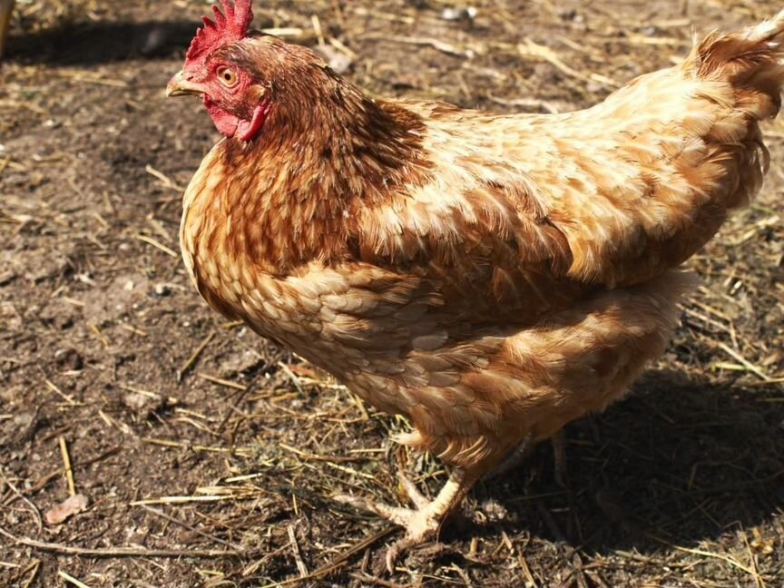 Куры несушки с доставкой