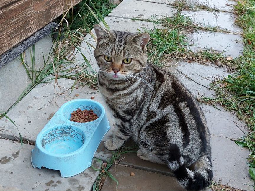 Кот Басик в добрые руки