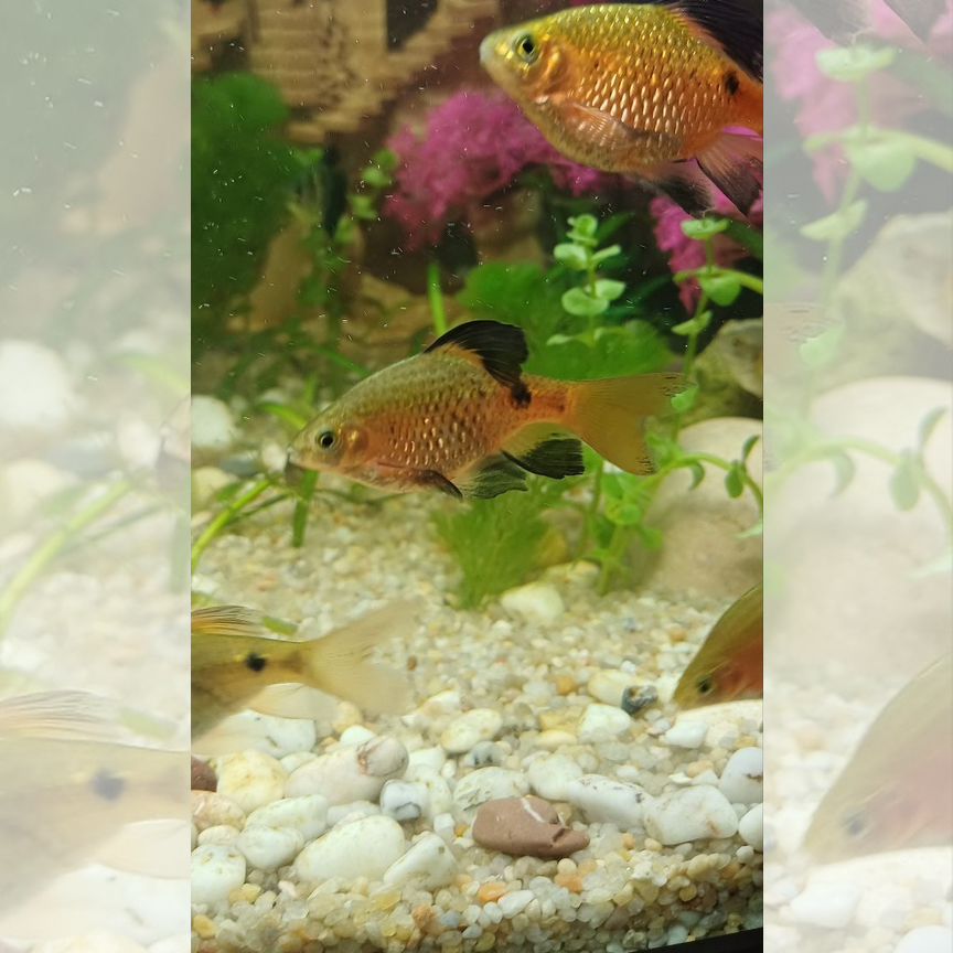 Аквариумные рыбки барбус огненный