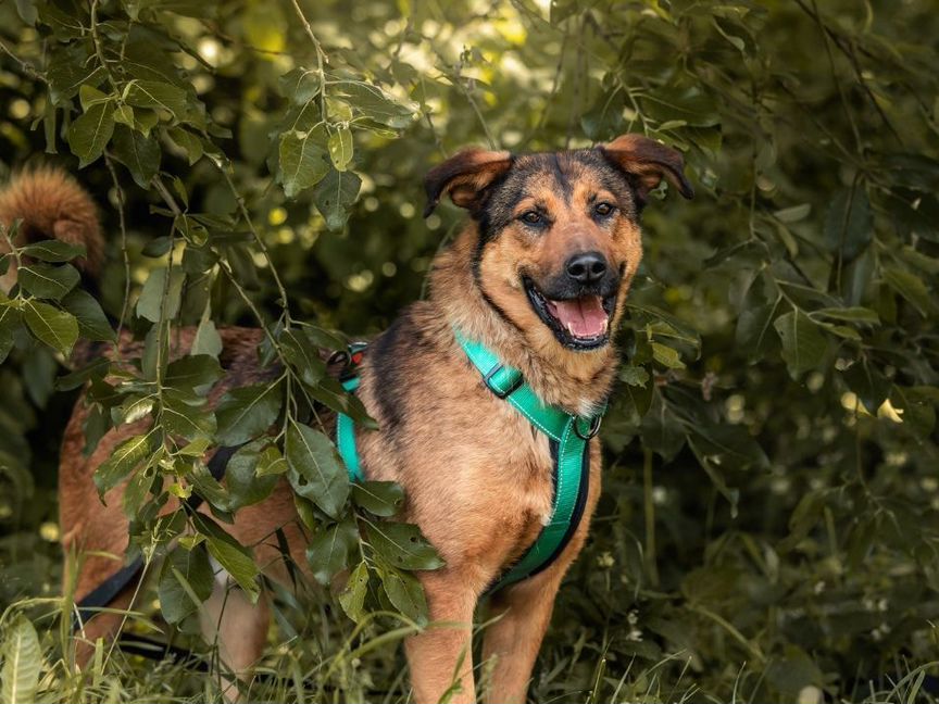 Собака в добрые руки