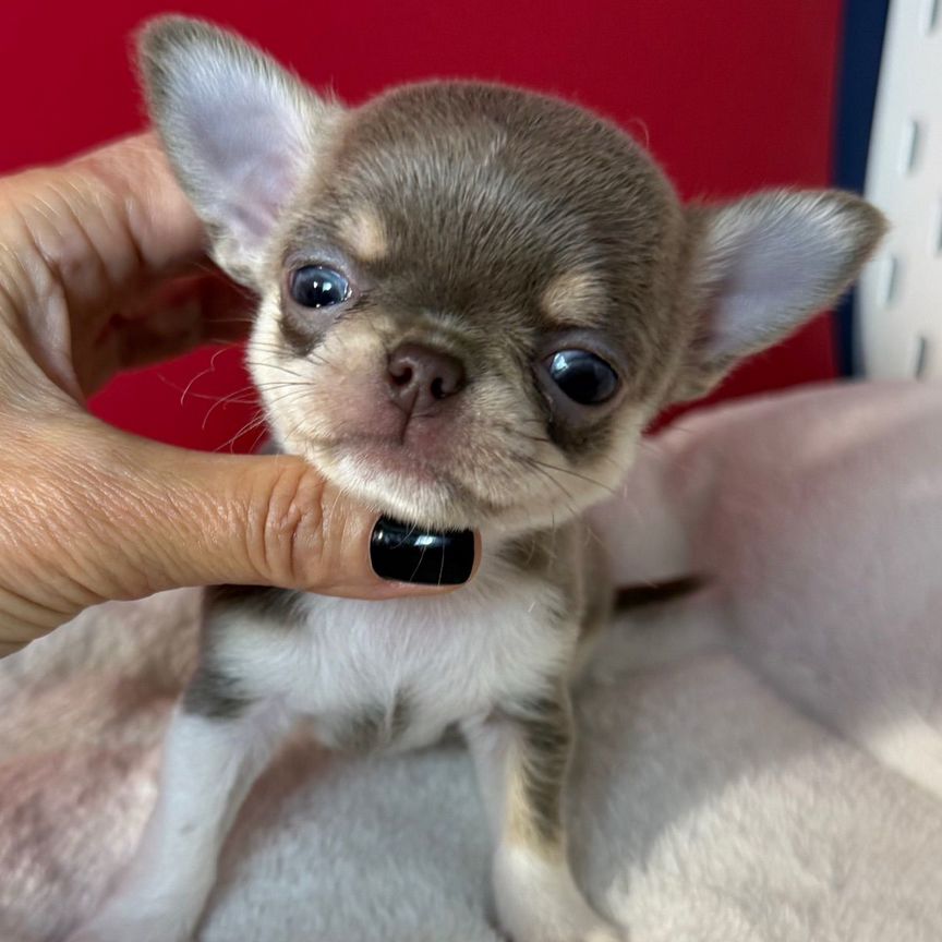 Чихуахуа, щенок