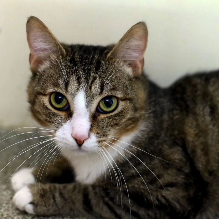 Люди вывезли котика в лес