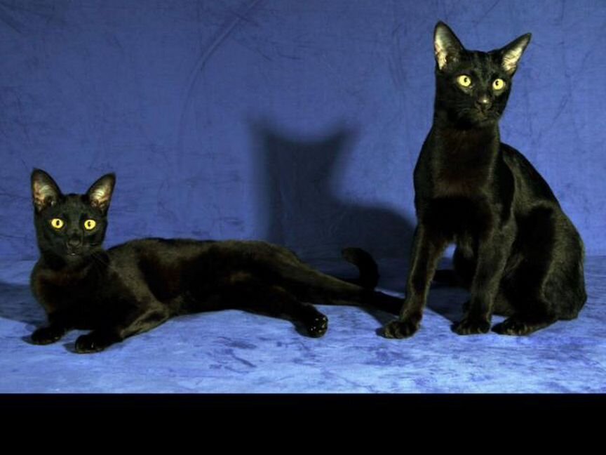 Бенгальская кошка